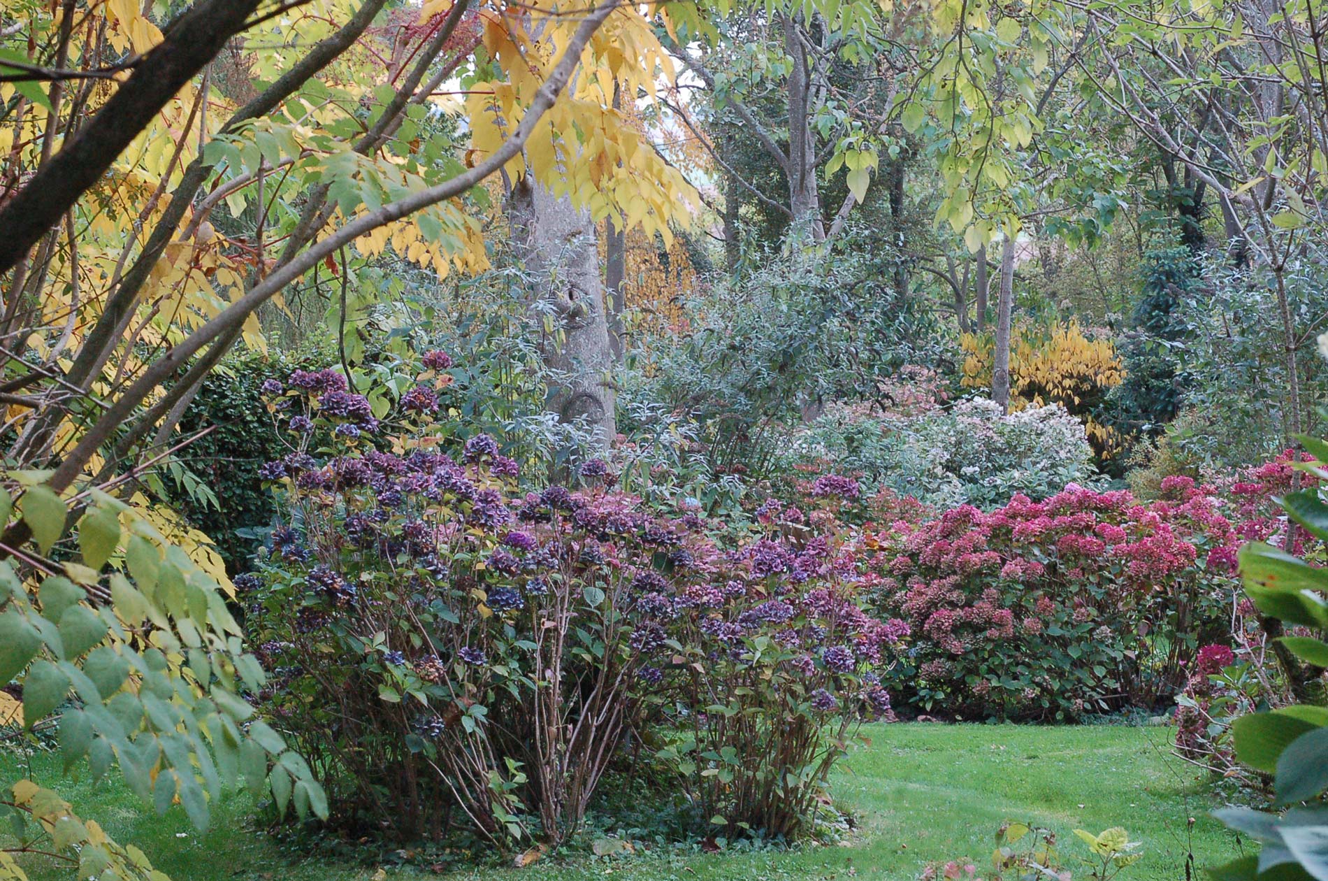 Collection Shamrock - Les Botaniques de Varengeville