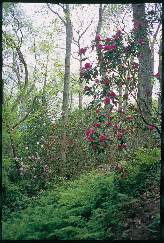 Le Bois de Morville - Les Botaniques de Varengeville