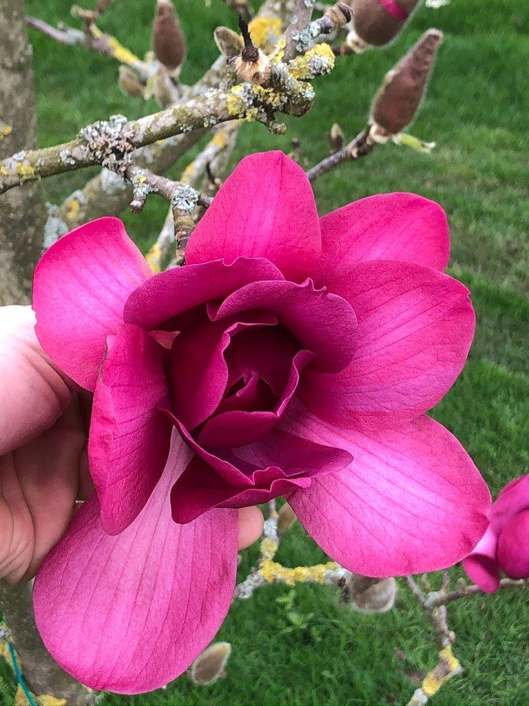 Botanic Treasures - Les Botaniques de Varengeville